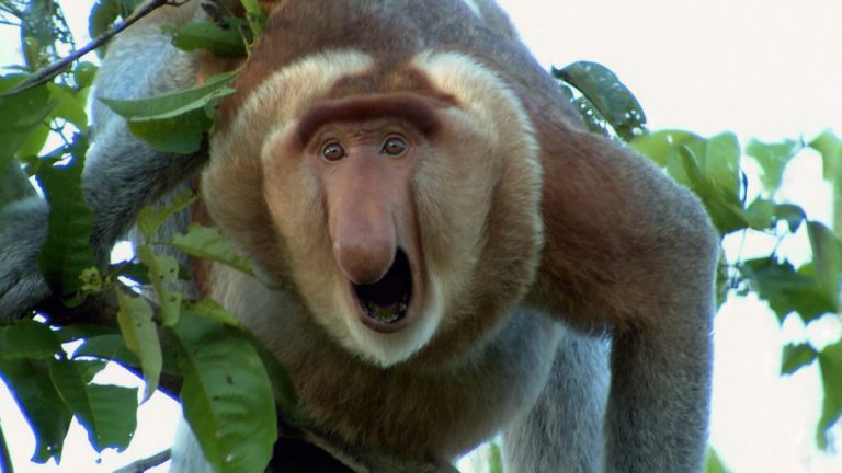 Los 13 animales más feos del mundo - MasDestacados.com