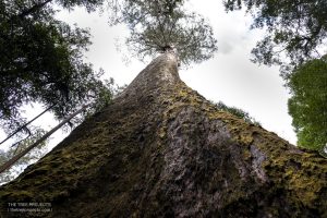 Los 10 árboles más grandes del mundo - MasDestacados.com