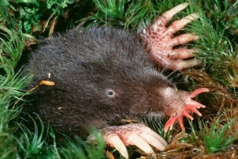 Los 13 animales más feos del mundo - MasDestacados.com