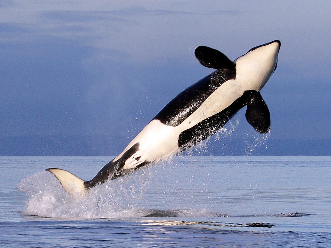 Los 10 animales más grandes del mundo - MasDestacados.com